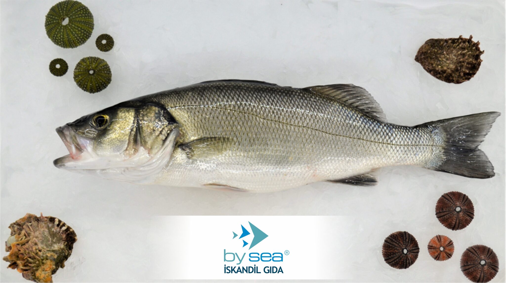 DENİZ BALIKLARI – TAZE DENİZ ÜRÜNLERİ