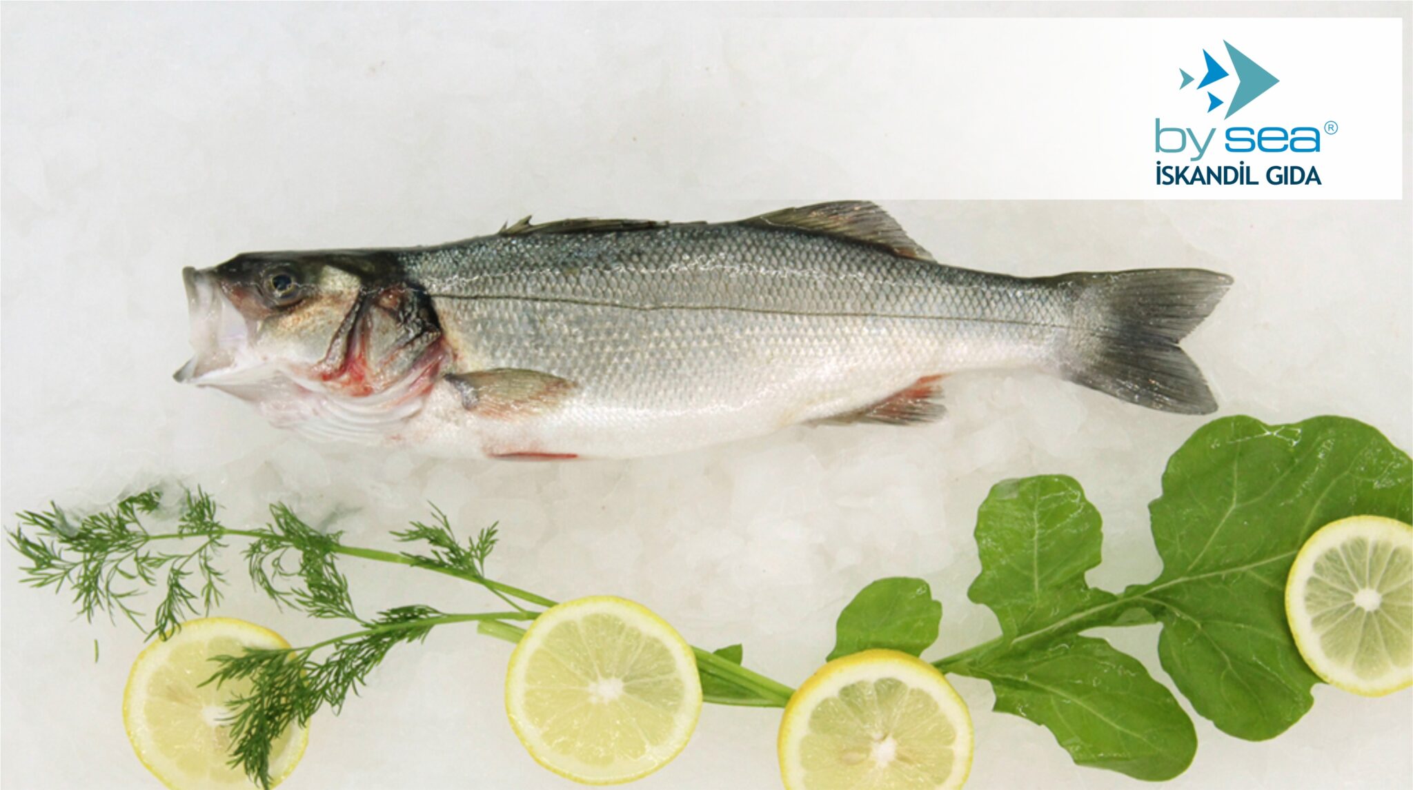 DENİZ BALIKLARI – TAZE DENİZ ÜRÜNLERİ